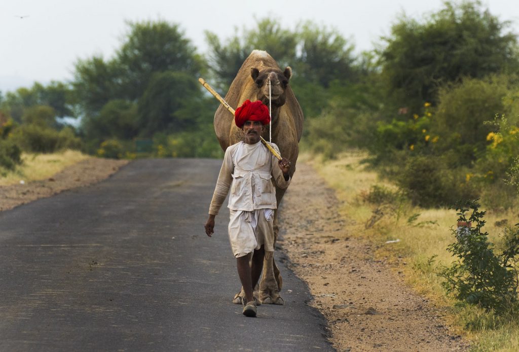 Raikas of Rajasthan | Natural Mystic | Natural Mystic South Asia